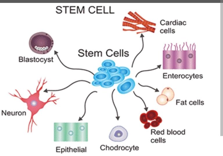 STEM CELL APPROVED PRODUCT IN INDIA – DANEEN BIOTHERAPEUTICS